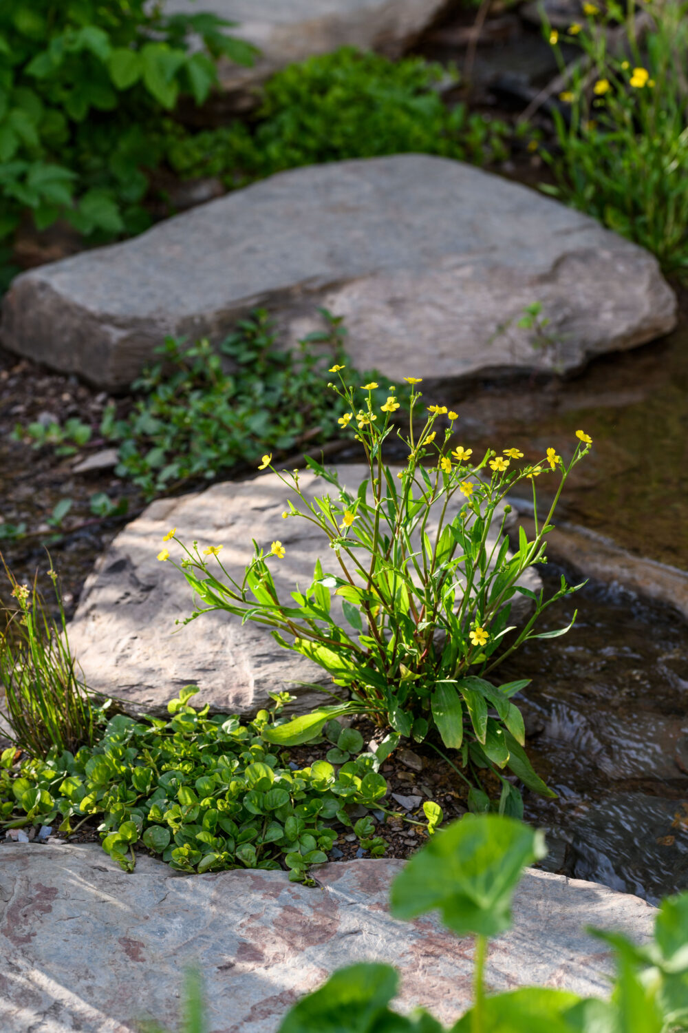 A Rewilding Britain Landscape - Landscape Associates