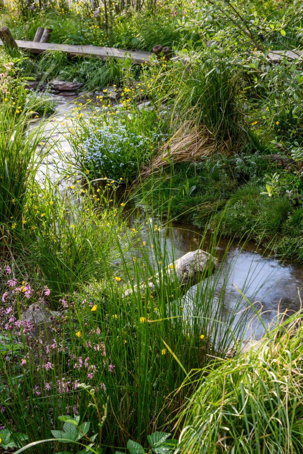 A Rewilding Britain Landscape - Landscape Associates